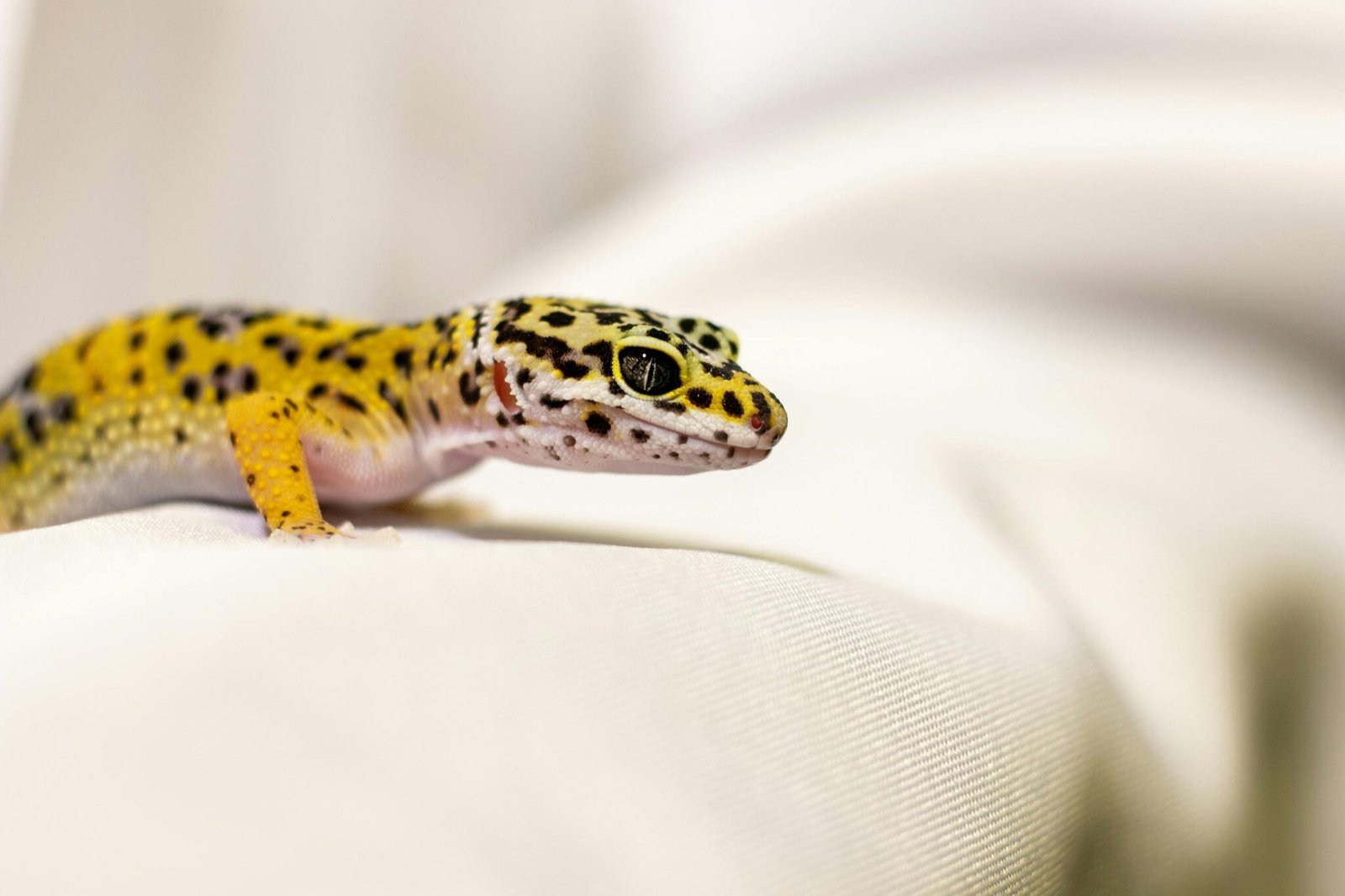 How to Care for a Leopard Gecko: Essential Tips for a Healthy Habitat ...